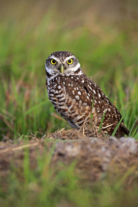 Burrowing Owl Athene Cunicularia Adult Den Editorial Stock Photo ...