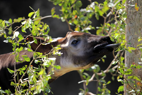 Okapi Okapia Johnstoni Adult Feeding Captive Editorial Stock Photo ...