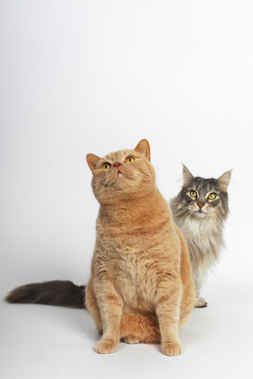 Two Cats British Shorthair Tomcat Maine Editorial Stock Photo - Stock ...