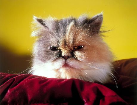56 Scowl Stock Pictures, Editorial Images and Stock Photos | Shutterstock