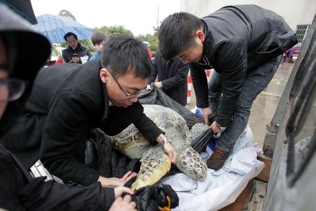 Keepers Load Sea Turtle Jia Jia Editorial Stock Photo - Stock Image ...