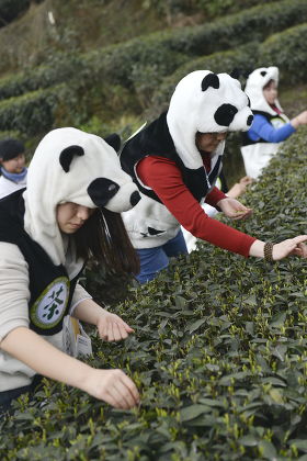 People Harvesting Panda Poo Tea Editorial Stock Photo - Stock Image ...