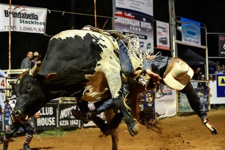 Rider Participates Bull Riding Competition During Editorial Stock Photo ...