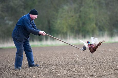 __COUNT__ Pheasant nicknamed 'Angry Bird' terrorises farmer and his ...