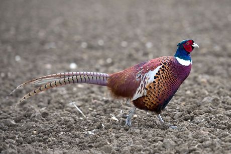 __COUNT__ Pheasant nicknamed 'Angry Bird' terrorises farmer and his ...