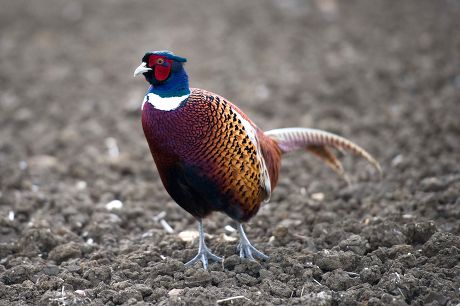 __COUNT__ Pheasant nicknamed 'Angry Bird' terrorises farmer and his ...
