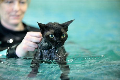Morph Cat Swimming Pool Editorial Stock Photo - Stock Image | Shutterstock