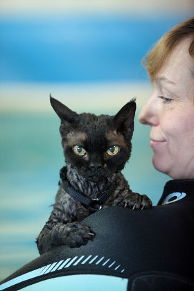 __COUNT__ imágenes de Pet cat with arthritis has hydrotherapy sessions ...