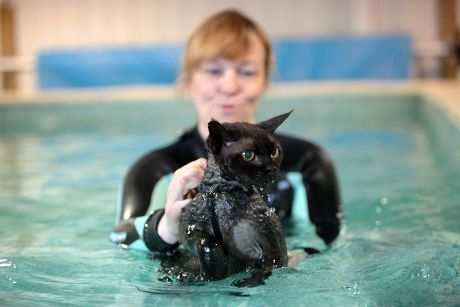 __COUNT__ Pet cat with arthritis has hydrotherapy sessions, Wimborne ...