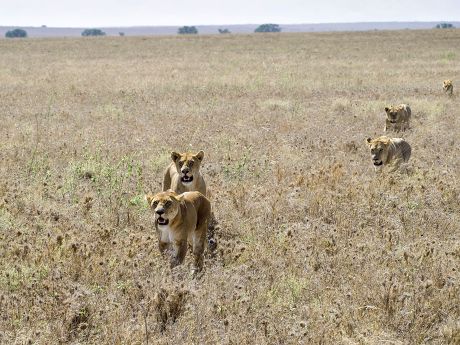 Lions Approach Vehicle Editorial Stock Photo - Stock Image | Shutterstock