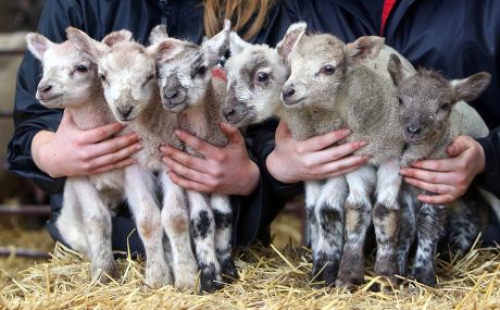 Six Baby Lambs Editorial Stock Photo - Stock Image | Shutterstock