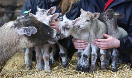 Six Baby Lambs Their Mother Editorial Stock Photo - Stock Image ...