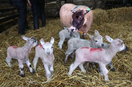 Six Baby Lambs Their Mother Editorial Stock Photo - Stock Image ...