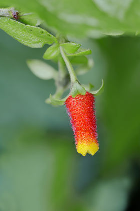 4 Firecracker plant Stock Pictures, Editorial Images and Stock Photos ...