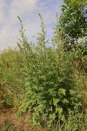 56 Artemisia vulgaris Stock Pictures, Editorial Images and Stock Photos ...
