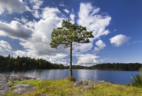 Pine Pinus Front Lake Karolinerleden Dalsland Editorial Stock Photo ...
