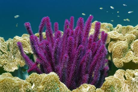 Red Sea Whips Ellisella Sp Between Editorial Stock Photo - Stock Image ...