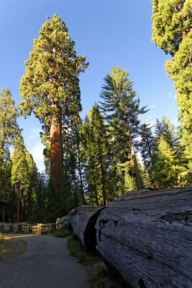 50 Sequoia national monument Stock Pictures, Editorial Images and Stock ...