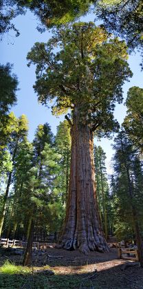 50 Sequoia national monument Stock Pictures, Editorial Images and Stock ...