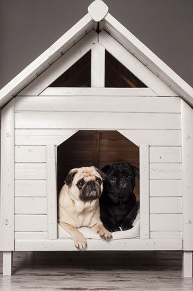 Beige Black Pugs Kennel Editorial Stock Photo - Stock Image | Shutterstock