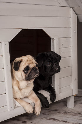 Beige Black Pugs Kennel Editorial Stock Photo - Stock Image | Shutterstock