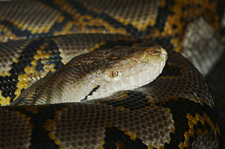 Reticulated Python Broghammerus Reticulatus Python Reticulatus ...