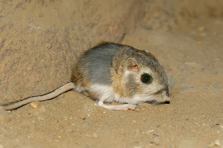 20 Rat kangaroo Stock Pictures, Editorial Images and Stock Photos ...