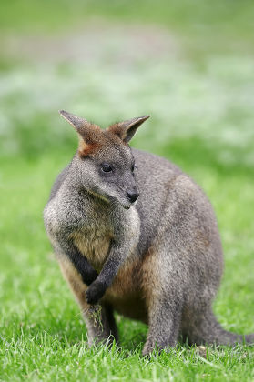 Swamp Wallaby Wallabia Bicolor Native Australia Editorial Stock Photo ...