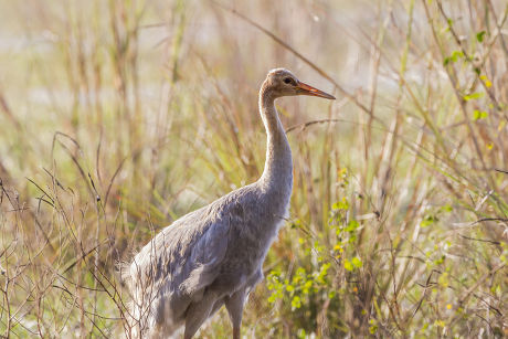 12 Indian crane bird Stock Pictures, Editorial Images and Stock Photos ...