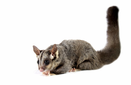 4 Petauridae Stock Pictures, Editorial Images and Stock Photos ...