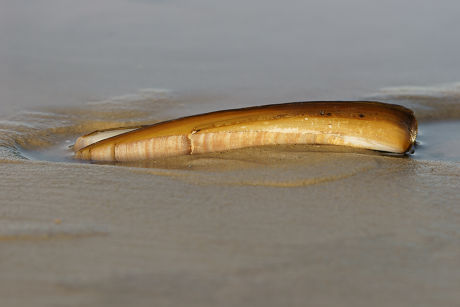 Shell Sword Razor Clam Ensis Ensis Editorial Stock Photo - Stock Image ...