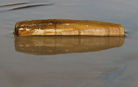 Shell Sword Razor Clam Ensis Ensis Editorial Stock Photo - Stock Image ...