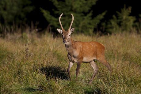Red Deer Cervus Elaphus Pricket Thuringian Editorial Stock Photo ...