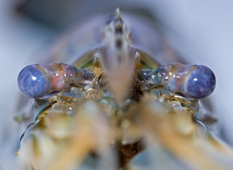 3 Cherabin Stock Pictures, Editorial Images and Stock Photos | Shutterstock