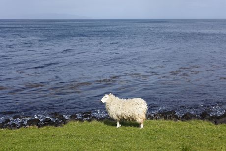 Sheep On Shore Murlough Bay Near Editorial Stock Photo - Stock Image ...