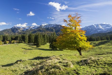 Autumn Landscape Near Buchenalp Bavaria Germany Editorial Stock Photo ...