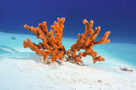 44 Fire sponge Stock Pictures, Editorial Images and Stock Photos ...