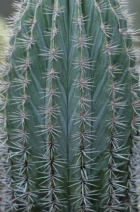 Mexican Giant Cactus Pachycereus Pringlei Botanical Editorial Stock ...