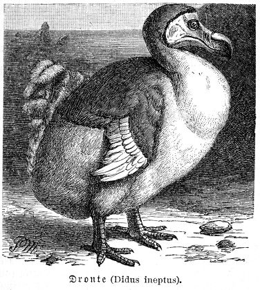 Dodo Didus Ineptus Extinct Bird Historical Editorial Stock Photo ...