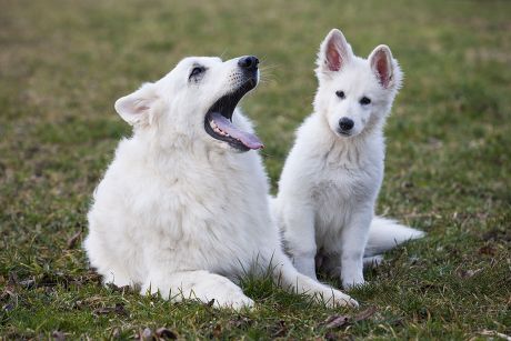 62 Dogs yawning Stock Pictures, Editorial Images and Stock Photos ...