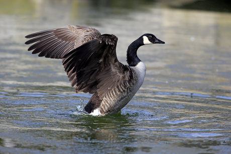 Canada Goose Branta Canadensis Adult Flapping Editorial Stock Photo ...