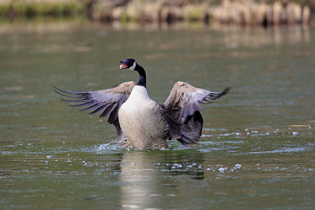 Canada Goose Branta Canadensis Adult Flapping Editorial Stock Photo ...