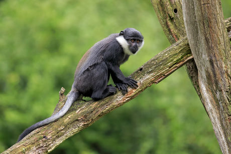 Lhoests Monkey Cercopithecus Lhoesti Juvenile Apeldoorn Editorial Stock ...