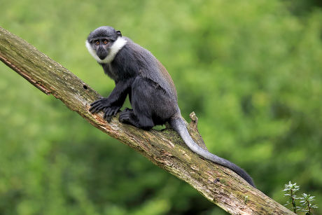 Lhoests Monkey Cercopithecus Lhoesti Juvenile Apeldoorn Editorial Stock ...