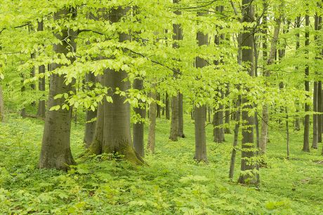 European Beech Common Beech Forest Fagus Editorial Stock Photo - Stock ...