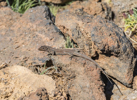 15 Gallot's lizard Stock Pictures, Editorial Images and Stock Photos ...