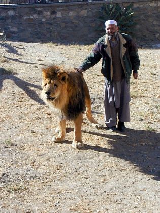 Marjon Lion Sher Agha Director Kabul Editorial Stock Photo - Stock ...