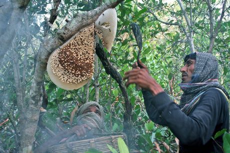 Honey Hives Collected Honey Hunter Locally Editorial Stock Photo ...