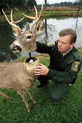 Robo Deer Doug Marshall Assembles Deer Editorial Stock Photo - Stock ...
