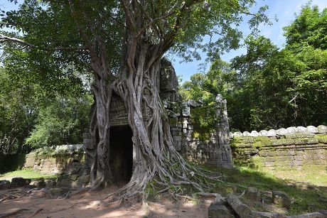 33 Som tree Stock Pictures, Editorial Images and Stock Photos ...